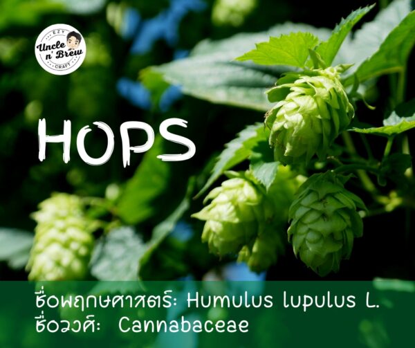 รู้จักพืช Hops ดอกฮอปส์ คือ หนึ่งในวัตถุดิบหลักของการต้มเบียร์